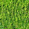 All About Thyme | Know Your Fine Spice Ajwain Ke Phool
